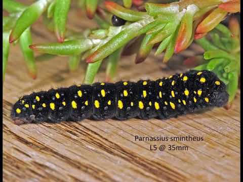 Species Profile: Clodius Parnassian – Washington Butterfly Association