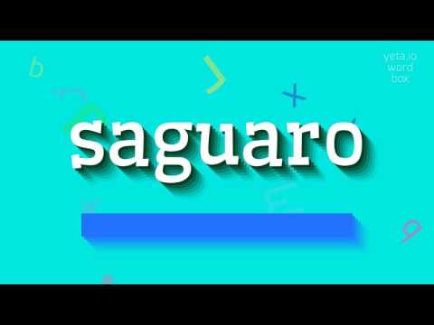 How to say "saguaro"! (High Quality Voices)