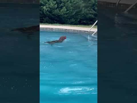 Picture-perfect pool for you and your pet!