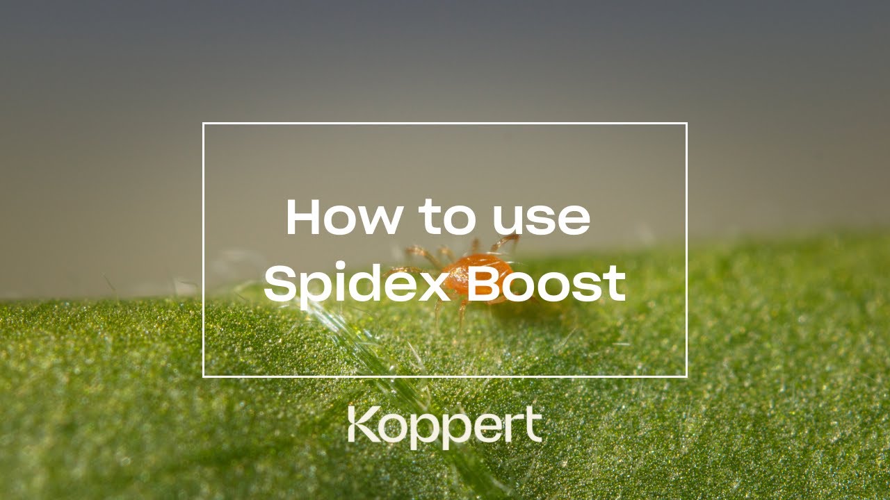 How to use Spidex Boost from Koppert