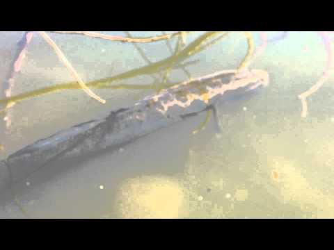 Colombie-Britannique Un poisson «monstre envahit le Canada | «Nuage ...