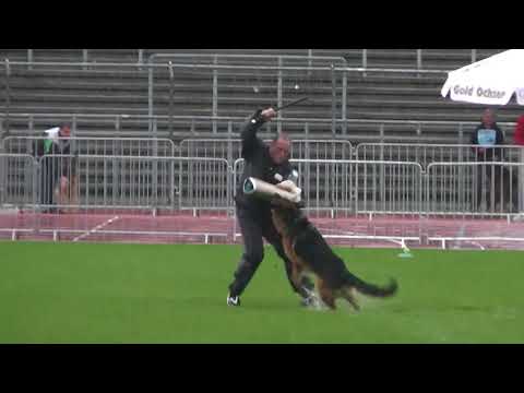 BSZS 2017 Watson vom Thermodos