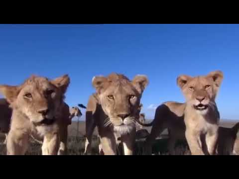 Le Roi Lion SIMBA - Film Complet En Français B A G