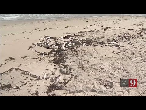 Video: Cause of red tide can be traced to Central Florida