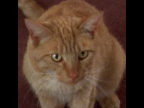 Data's Cat Spot
