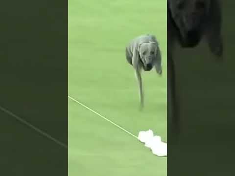 Flash running meme