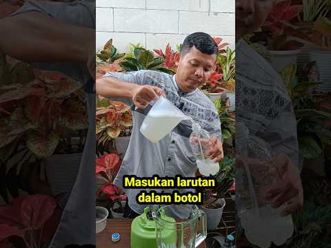 Membuat insectisida alami paling ampuh, cukup pakai bawang putih. #insectisidaalami #pestisidaalami