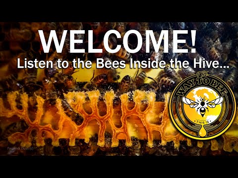 The Healing Sound of Bees, the Hive. ASMR proven health benefits when you relaxe, watch, and listen.