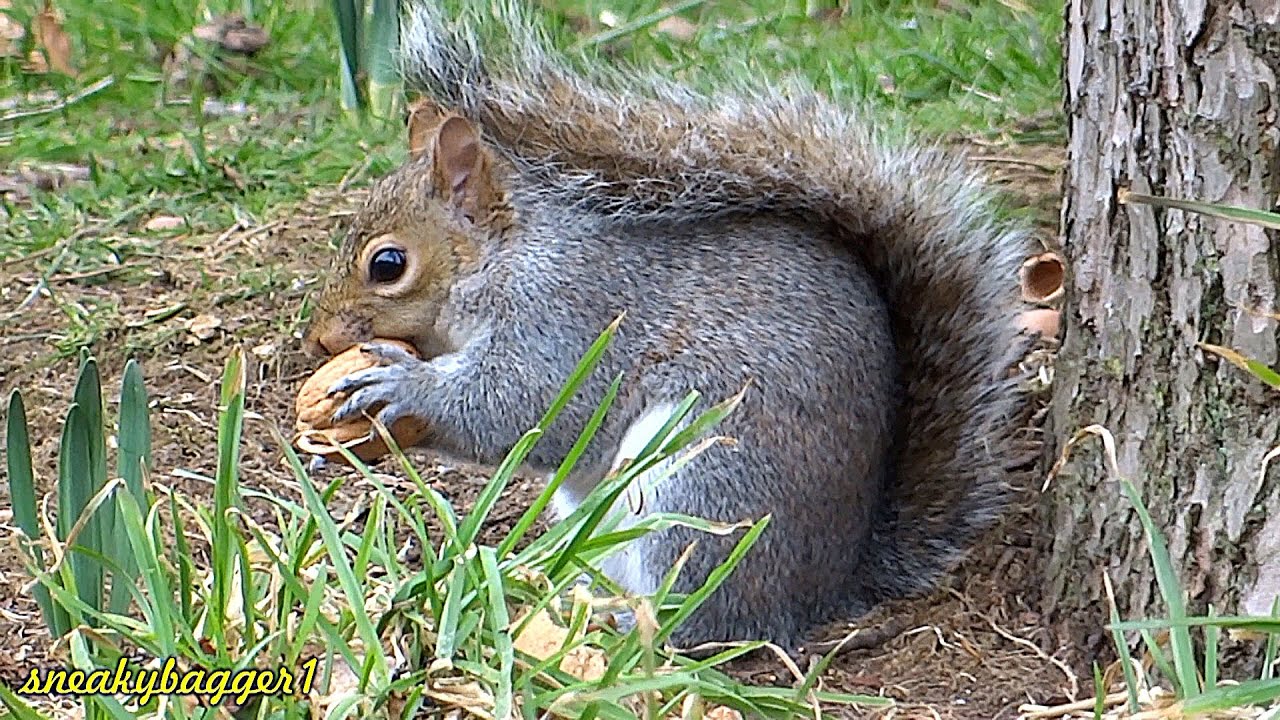 Cheeky Squirrel Cracks Open A walnut