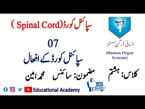 Spinal Cord || Class 8th Science Lecture # 7|| Muhammad Amin