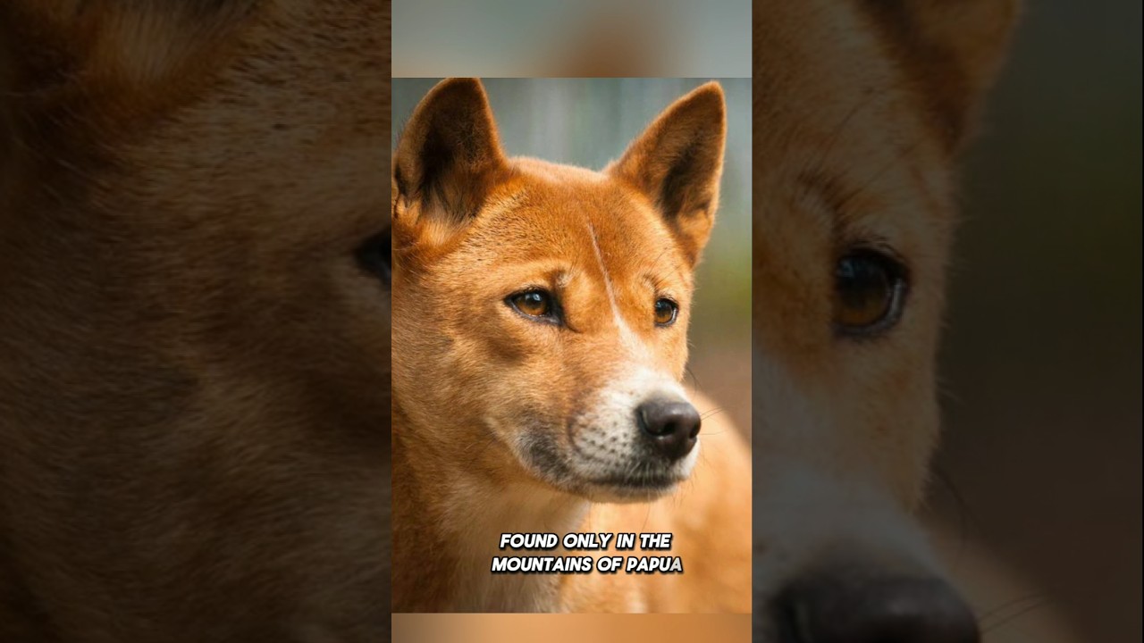 New guinea Singing Dog: A Symphony of Nature from the Mountains of Papua. facts animal you must know