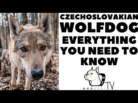 CZECHOSLOVAKIAN WOLFDOG - Everything you need to know! DogCastTV!