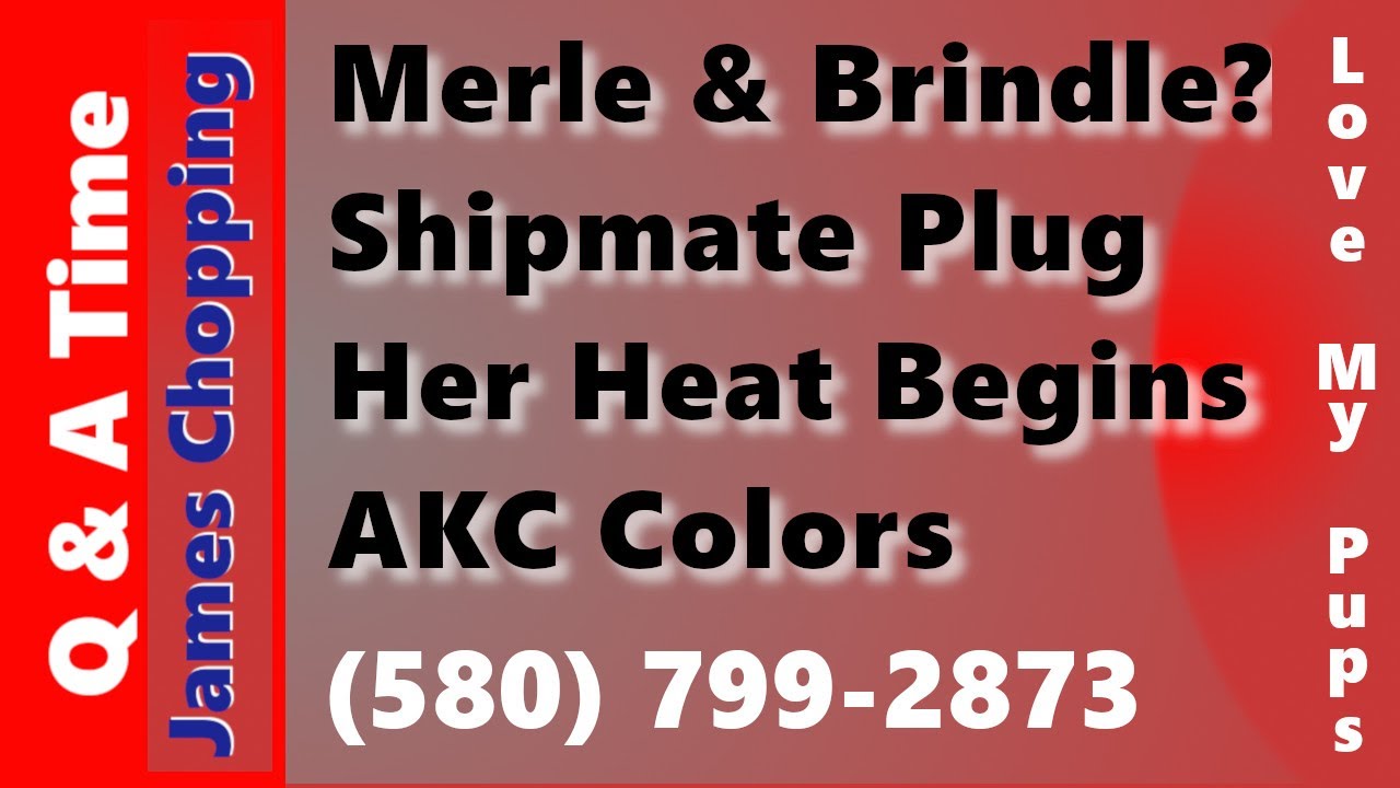 Q&A Dog Breeding and Care, best age to breed?