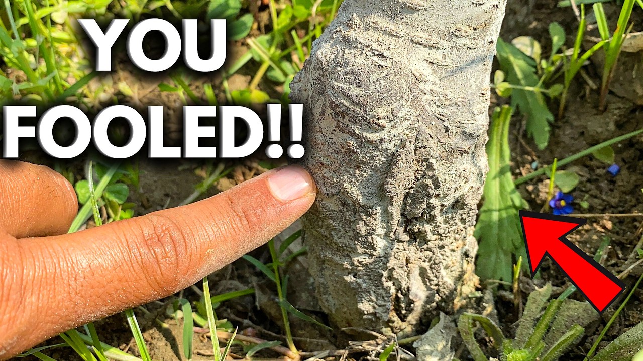 Don’t Kill Your Peach Tree – Avoid This Critical Mistake!