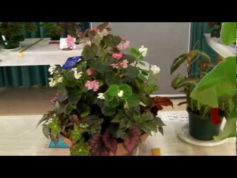 2012 Queensland Begonia Show (part 1) | Queensland Begonia Society