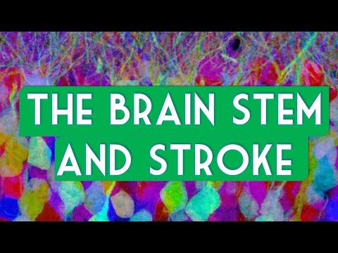 Brainstem and stroke
