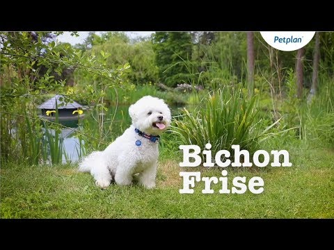 Bichon Frise Breed Information: Temperament, Lifespan & more | Petplan