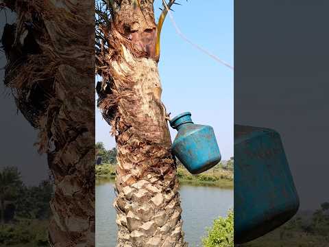 Method of extracting date palm juice from palm trees #nature #youtubeshorts #viralvideo