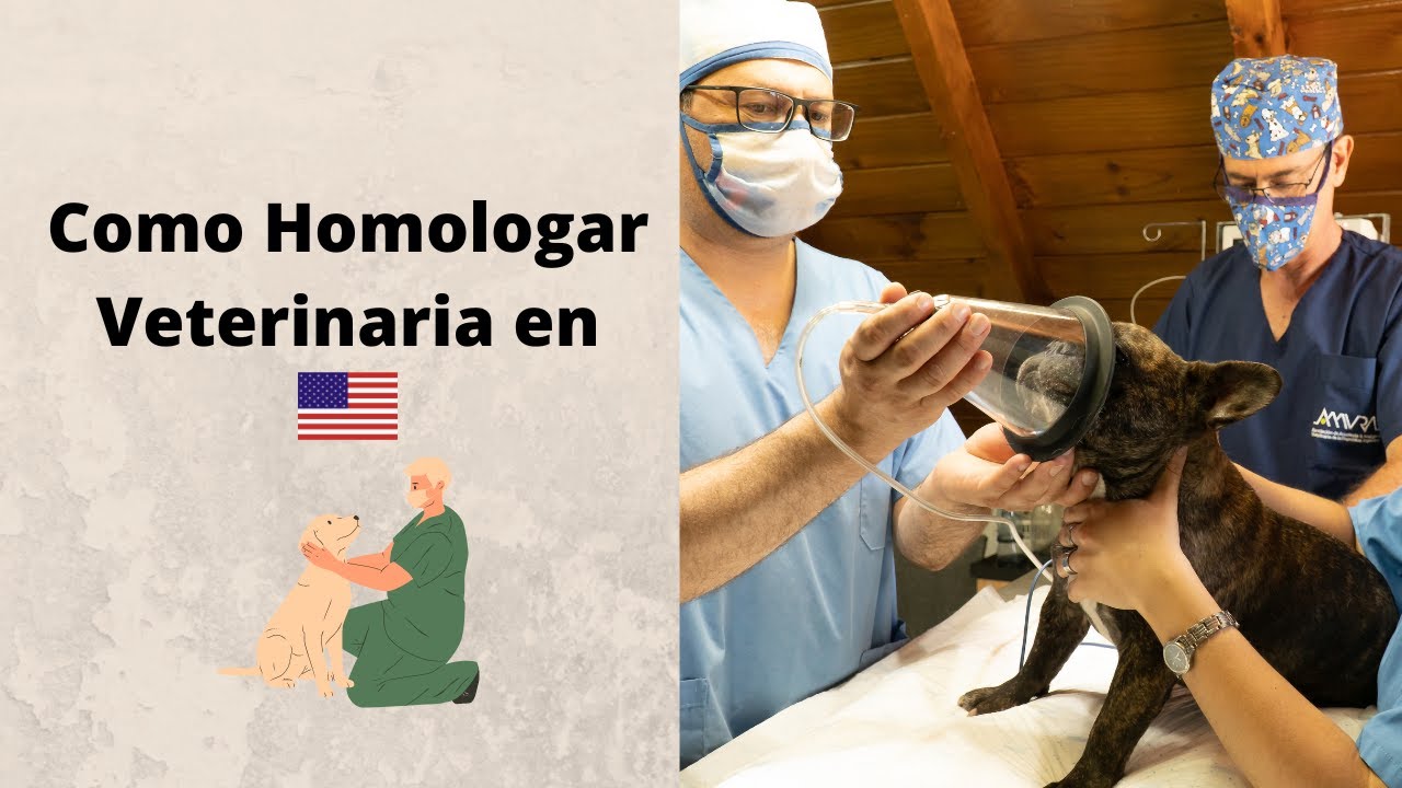 Como Homologar Veterinaria en Estados Unidos