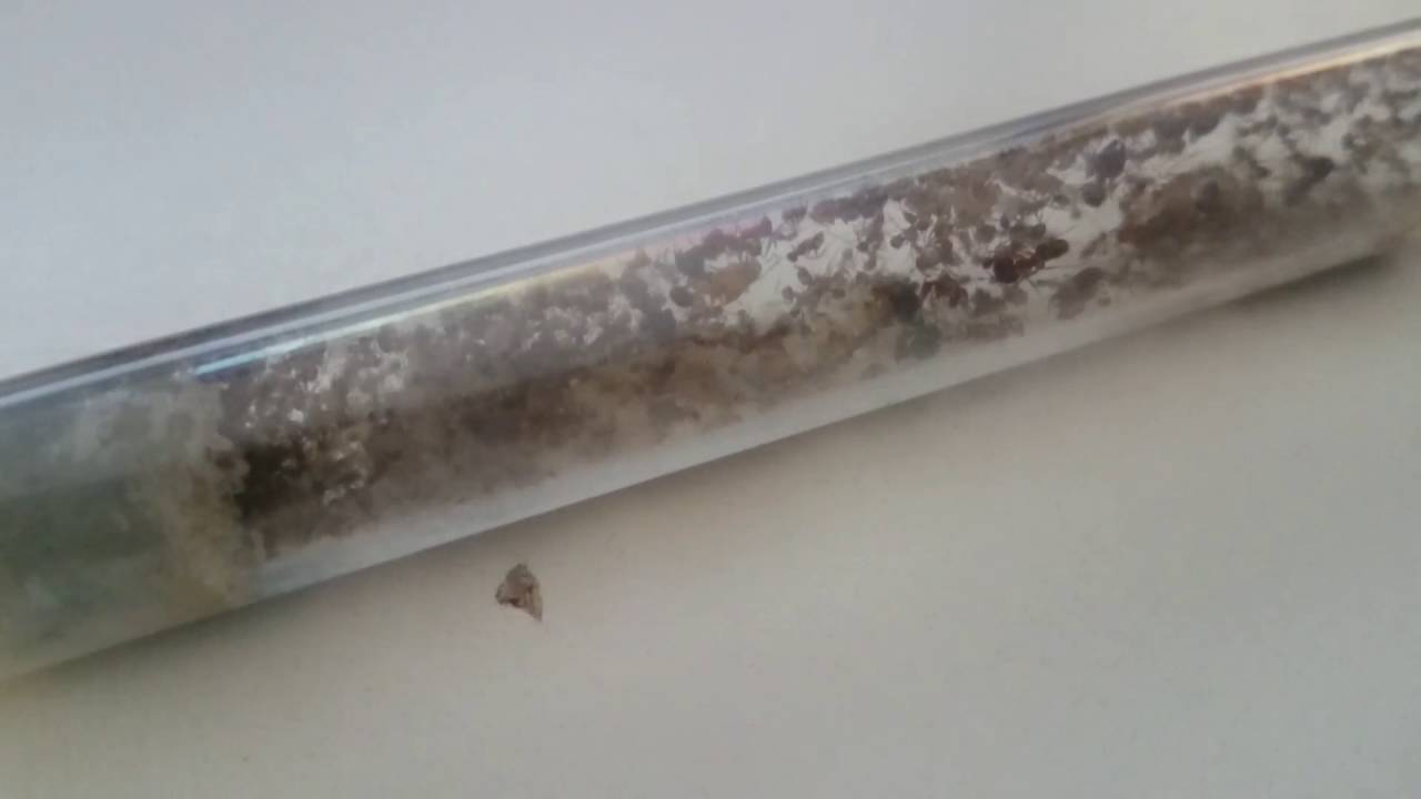 pheidole cf indica update #7