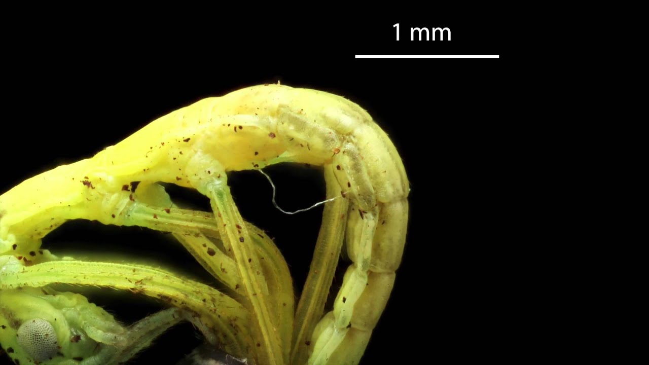 Stick Insect 3D Rotation