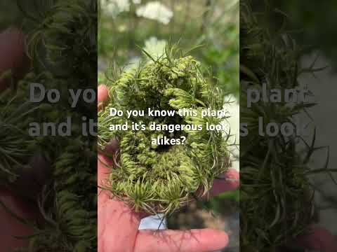 Helpful Queen Anne’s Lace? Or Deadly Hemlock?