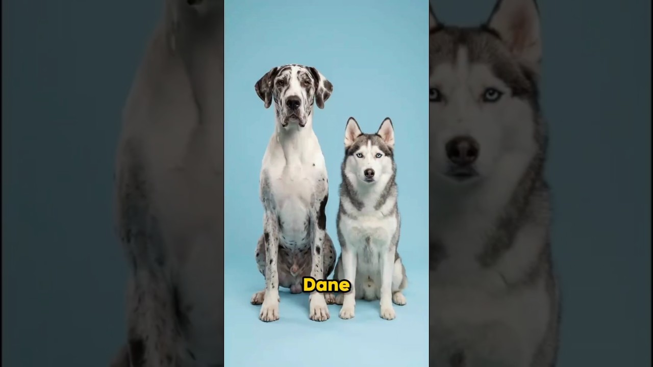 Great Dane + Other Breeds… What Happens? | Bio Merge