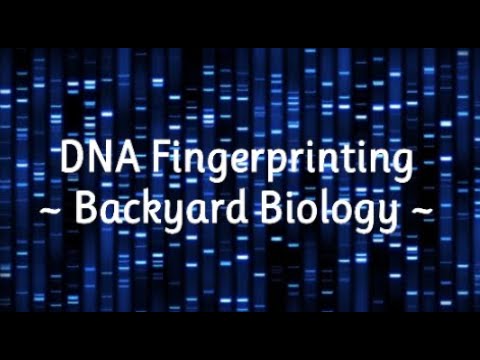 DNA Fingerprinting (Backyard Biology)
