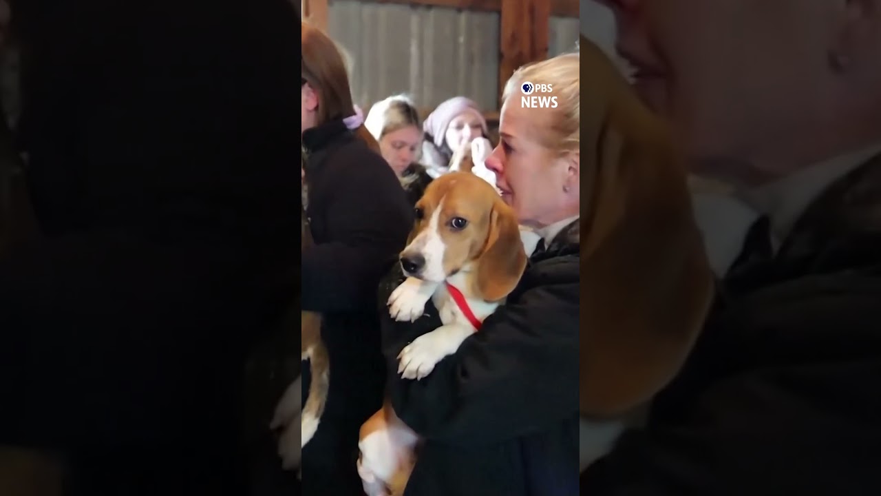 WATCH: 1,500 beagles rescued from research facility