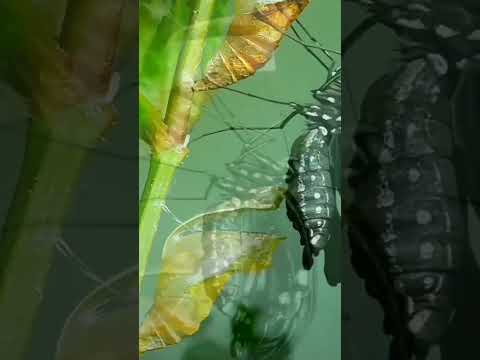Emerging Butterfly from chrysalis to Adult Butterfly