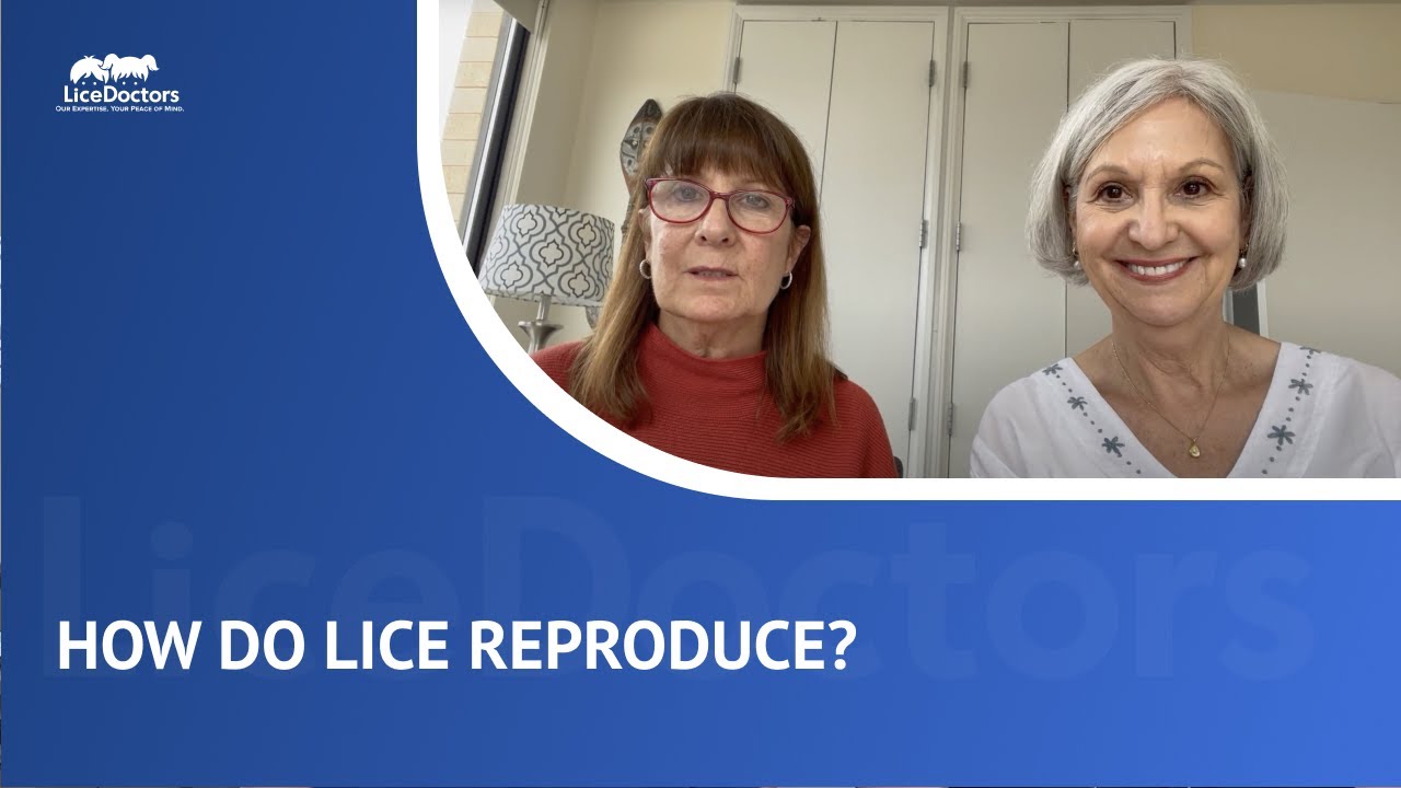 How Do Head Lice Reproduce? | LiceDoctors