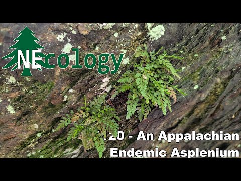 NEcology #120 - An Appalachian Endemic Asplenium