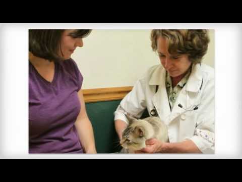 Why Do I Need to Bring My Cat in For an Exam Every Year? - Veterinary Professionals
