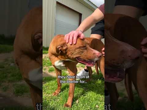 Adoptable Dogs Freddie, Duken, & Hercules Seek Homes | 30 Shelters in 30 Days
