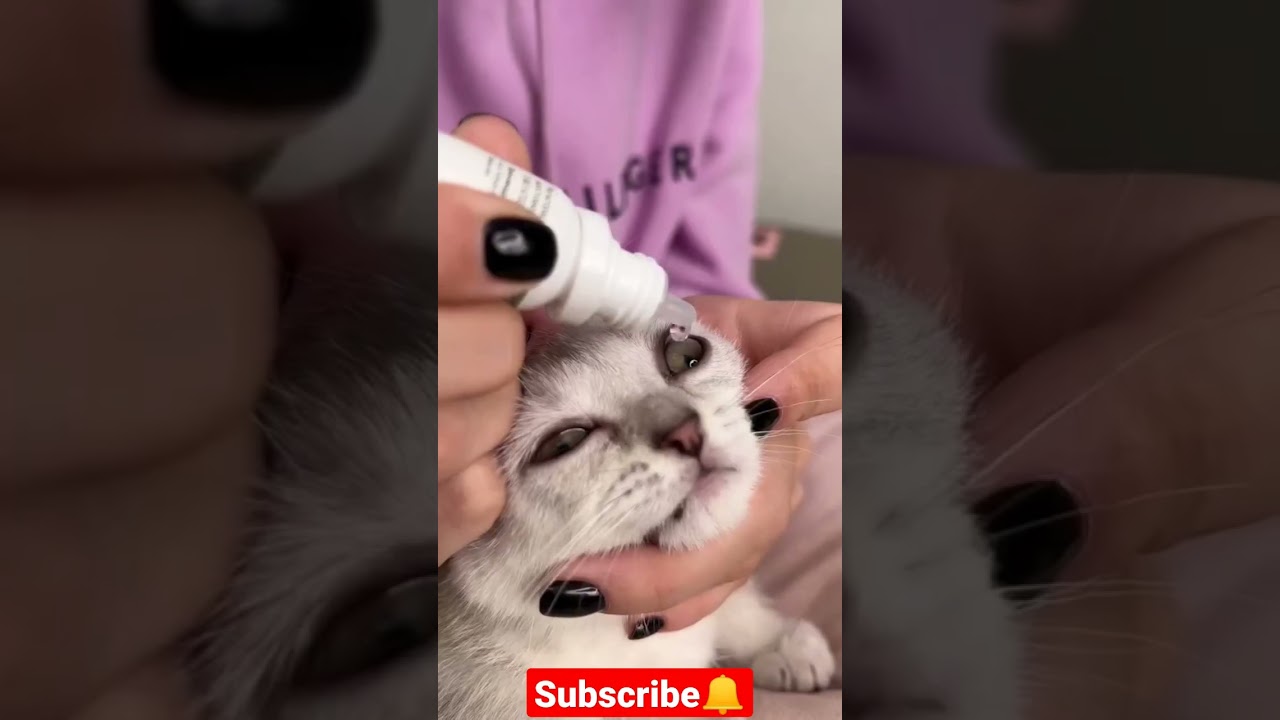 cat eye caring tips #viral #cat #cutecat #viralshorts #cute