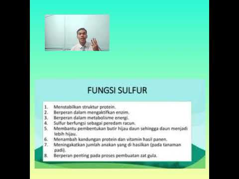 tentang daur belerang