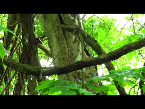 Mourning Warbler