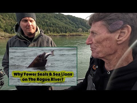 Sea Lions & Seals On The Rogue River