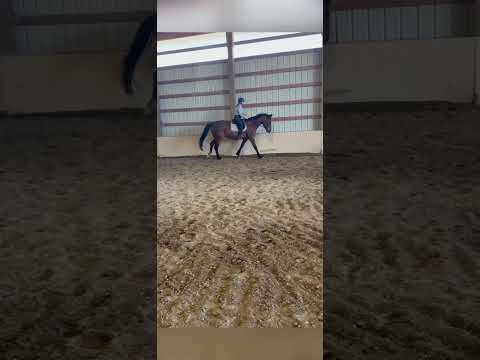 Rio’s Roraima DFF Canadian WB Filly