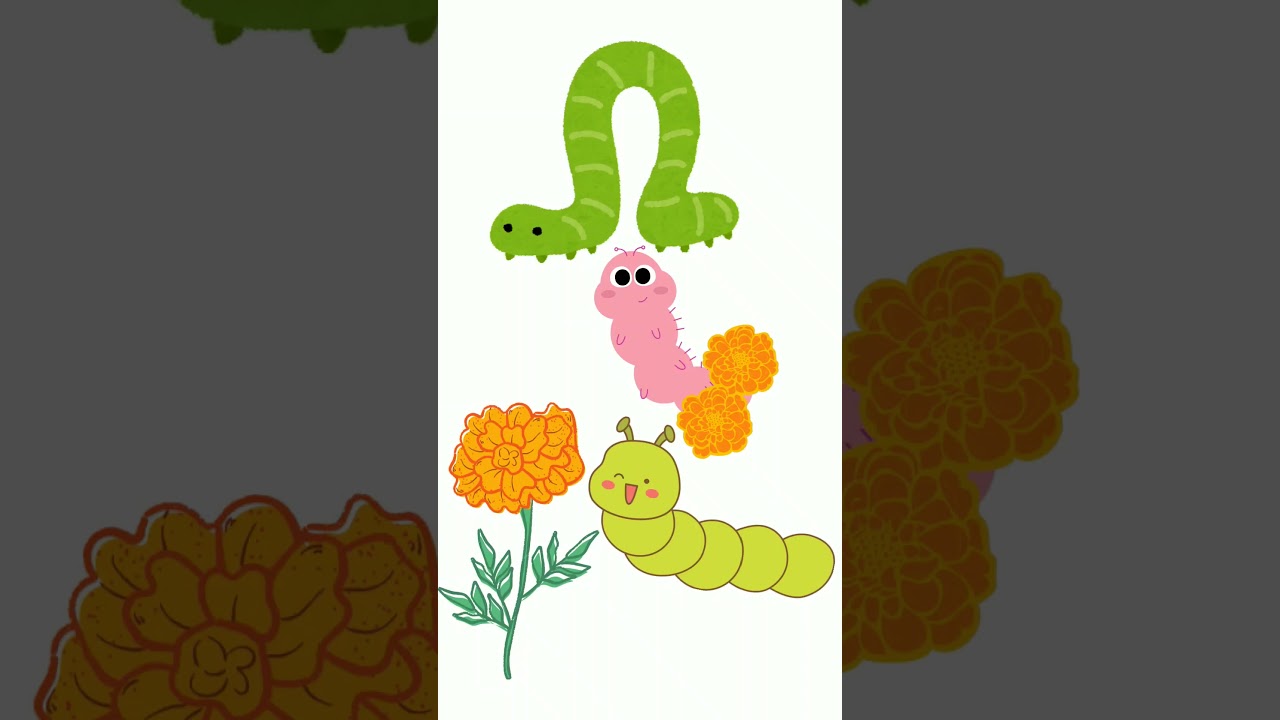 Inch Worm measuring marigold flowers