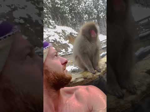 Winter Hotspring Bath With Monkeys In Japan ππ―π΅βοΈ