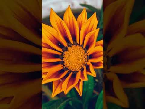 Perennial Plants: The Gift That Keeps on Giving #shorts #gardeningtips #gardeninspiration