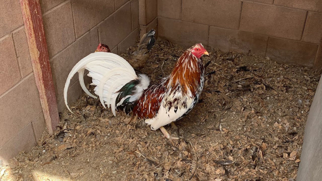 Bill Roberts Game Fowl Farm