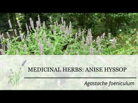 Anise Hyssop
