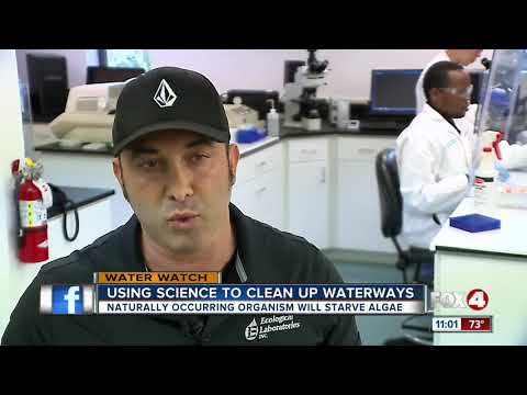 New pilot program to test ‘algae-starving’ bacteria in Cape Coral