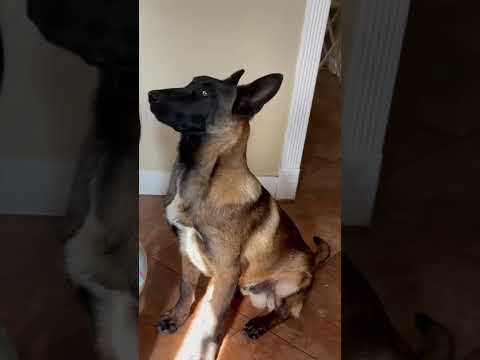 Belgian Malinois from puppy to now