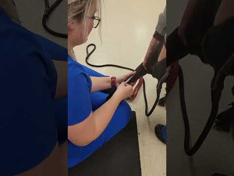 Cephalic Vein (front leg) blood draw on a dog