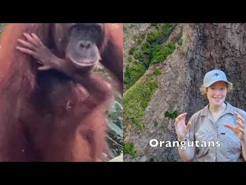 Tropical rainforest - Layers animals and plants compared to a temperate rainforest.