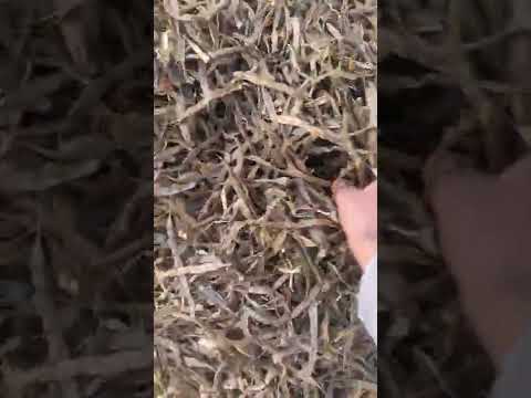 Cluster Beans - Wholesale Price & Mandi Rate for Cluster Beans in India