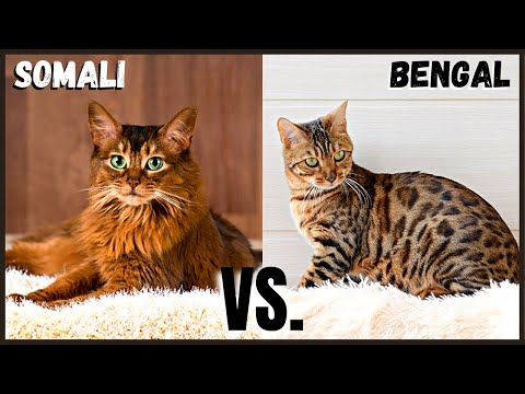 Somali Cat VS. Bengal Cat